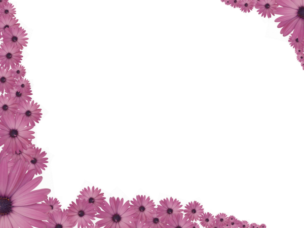 Pink Flowers Sprinkled at corners of Rectangular Powerpoint Transparent ...